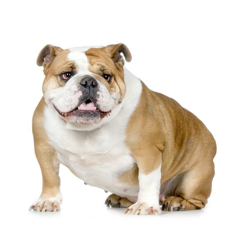 Bull dog - Pets and Vets