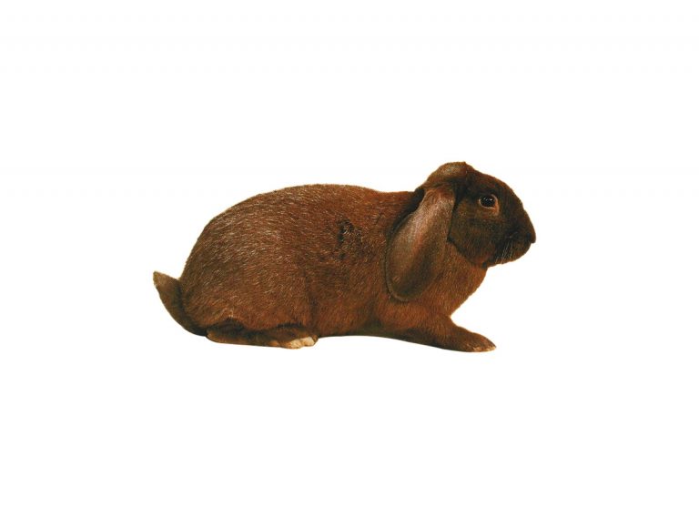 Lop Meissner - Pets and Vets